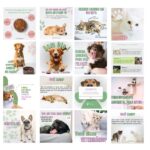Pack de Imagens – VetEasy